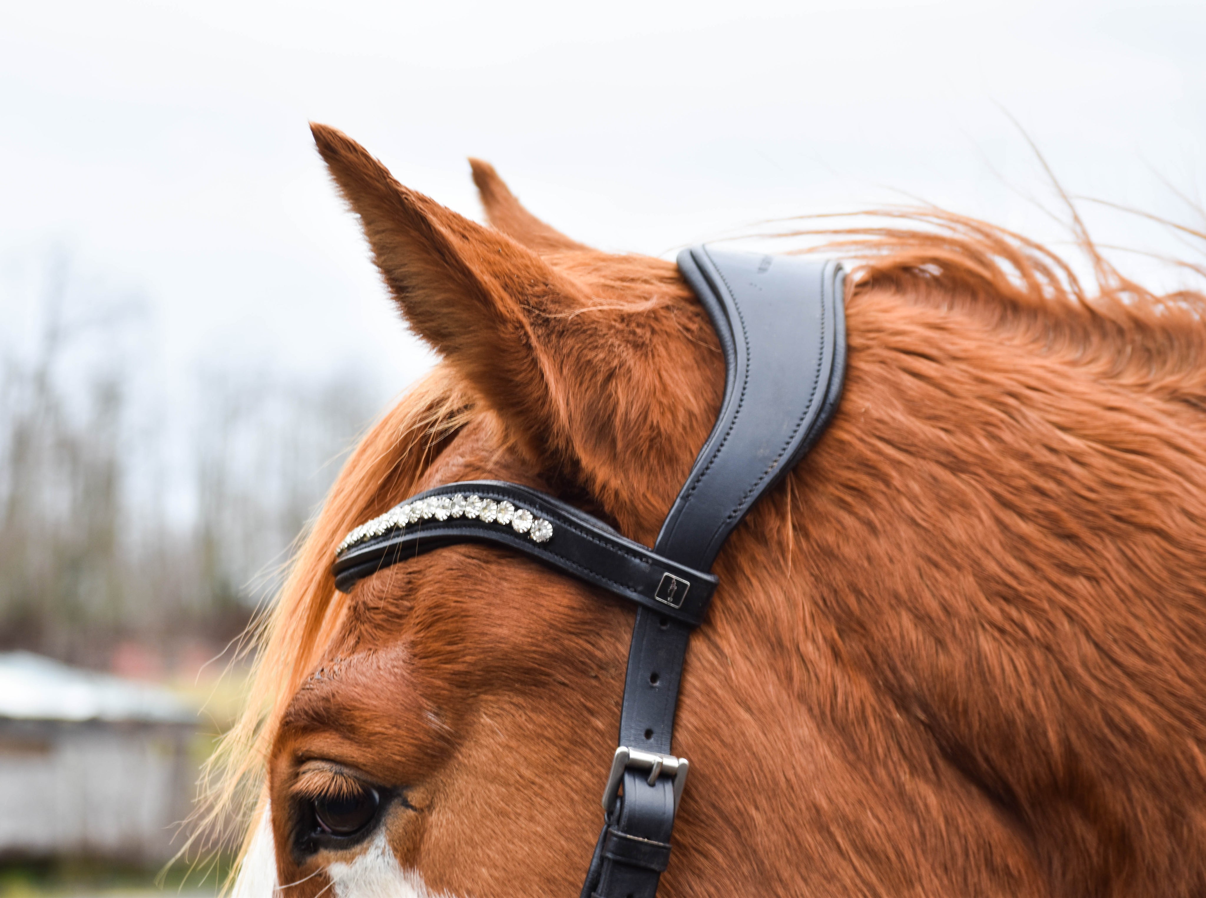“Juniper” Side Pull Bitless Bridle – Milestone Equestrian