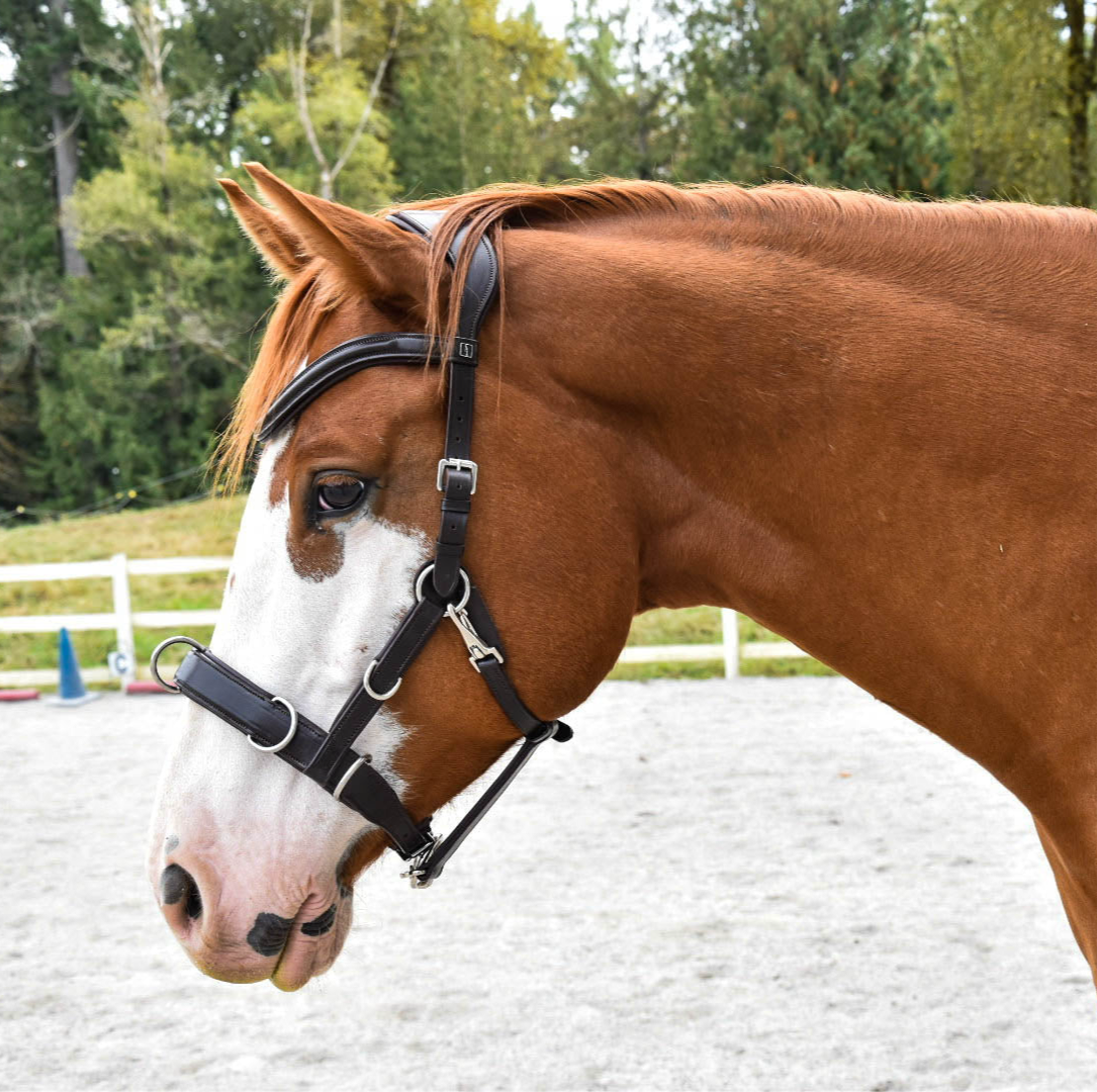 Bridles & Training Equipment – Milestone Equestrian