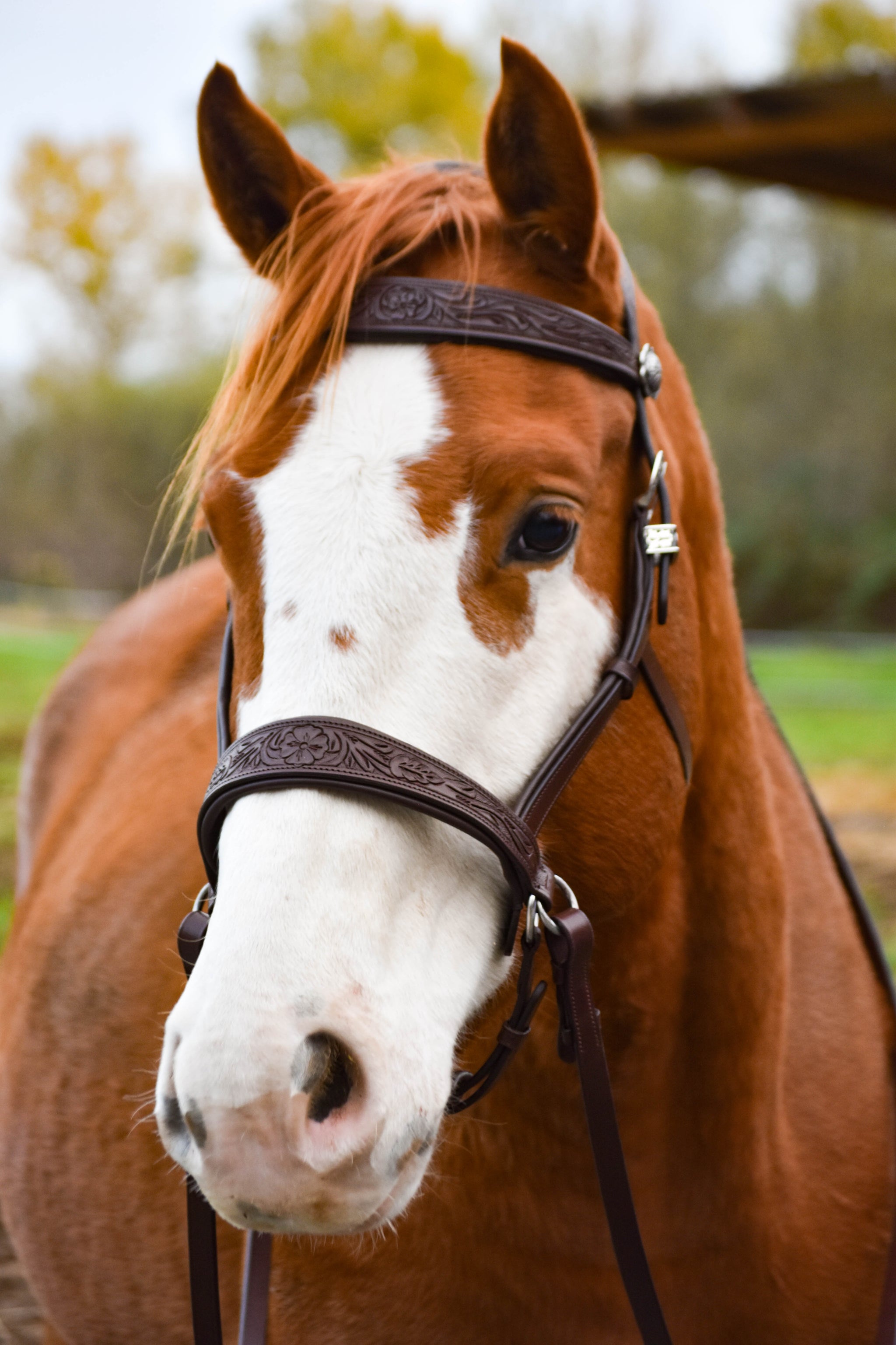 Pogo Western Bitless Bridle – Milestone Equestrian