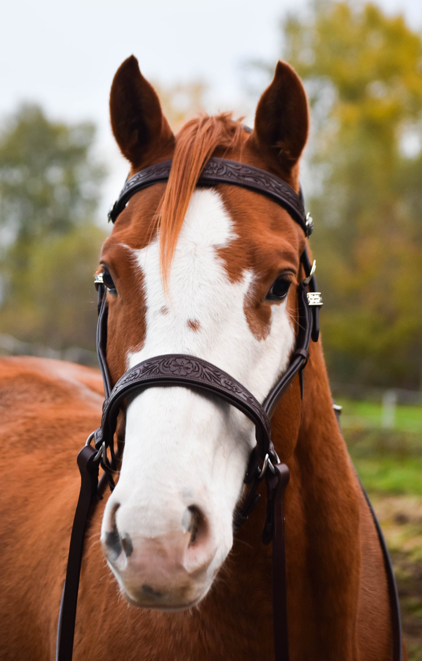 Pogo Western Bitless Bridle – Milestone Equestrian