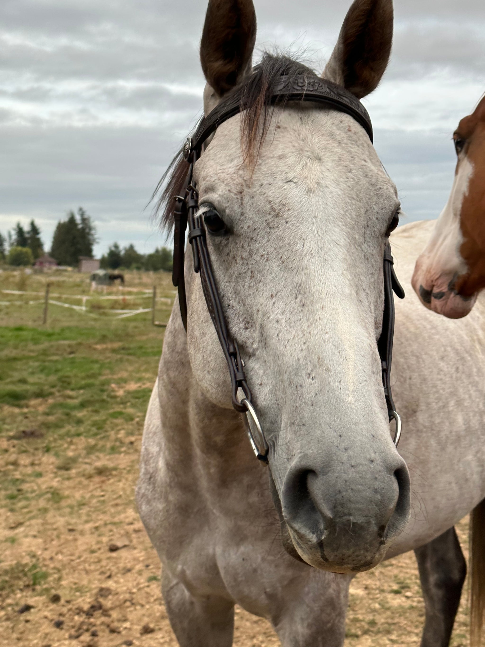 “Mesa” Western Bitted Bridle – Milestone Equestrian