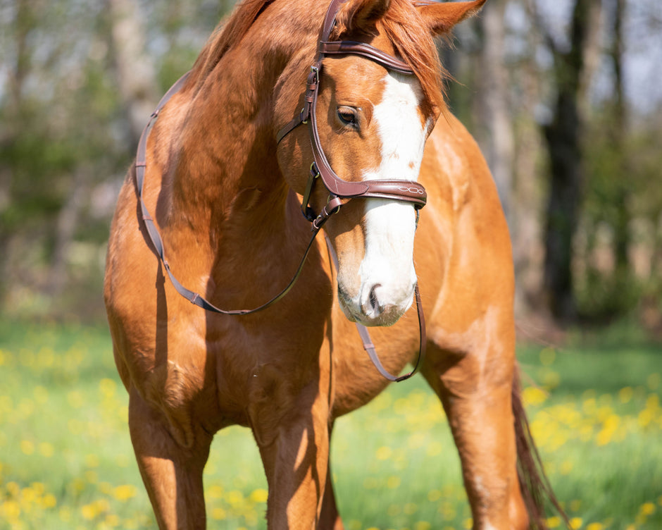 Bridles & Training Equipment – Milestone Equestrian